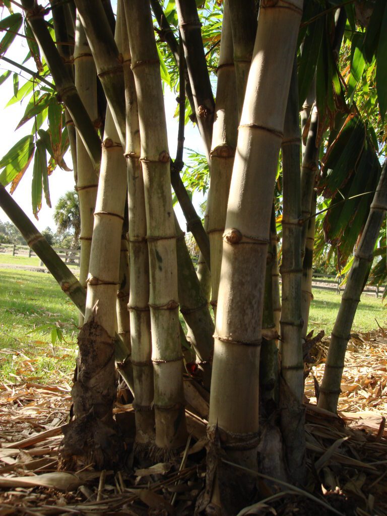 Dendrocalamus hamiltonii 'Red Shoot ' | Tropical Bamboo